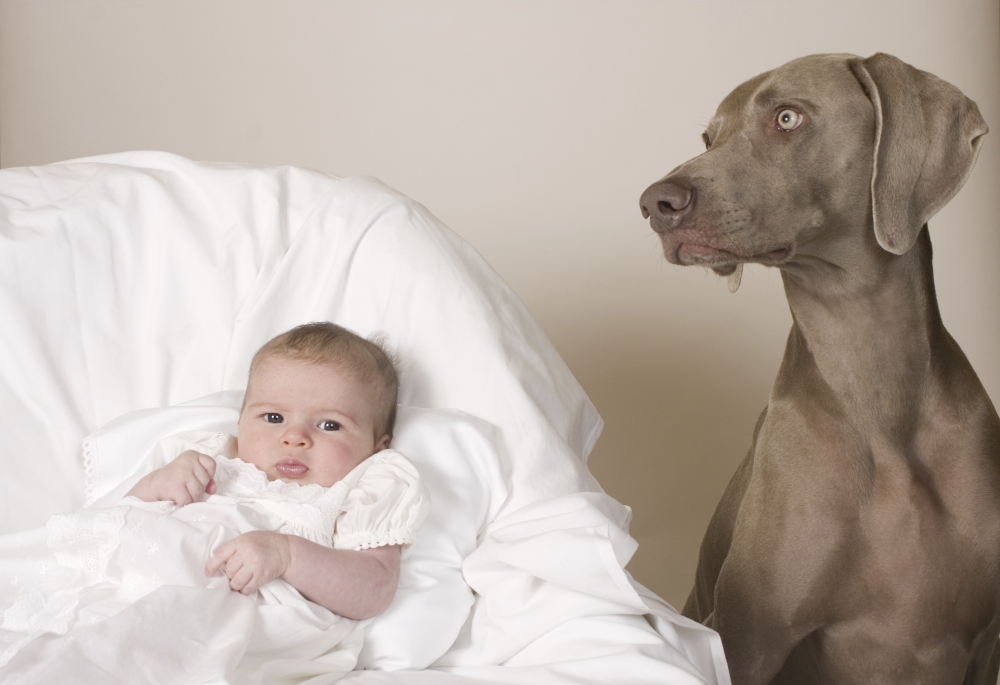 Como preparar o cachorro para a chegada do bebê | CLAUDIA