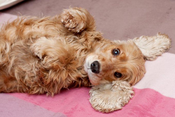 Descubra qual tipo de cão é ideal para você | CLAUDIA Descubra qual tipo de cão é ideal para você | CLAUDIA