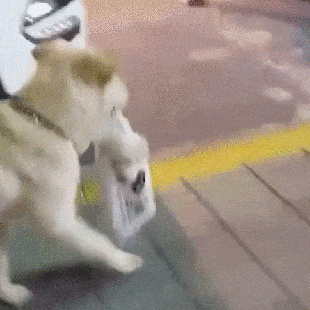 31 gifs para provar que cães são as melhores criaturas do mundo | CLAUDIA
