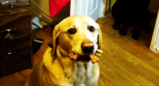 31 gifs para provar que cães são as melhores criaturas do mundo | CLAUDIA