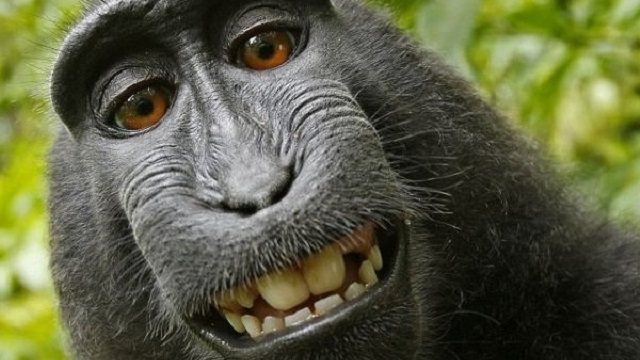 43 memes de animais para você ter na manga | CLAUDIA