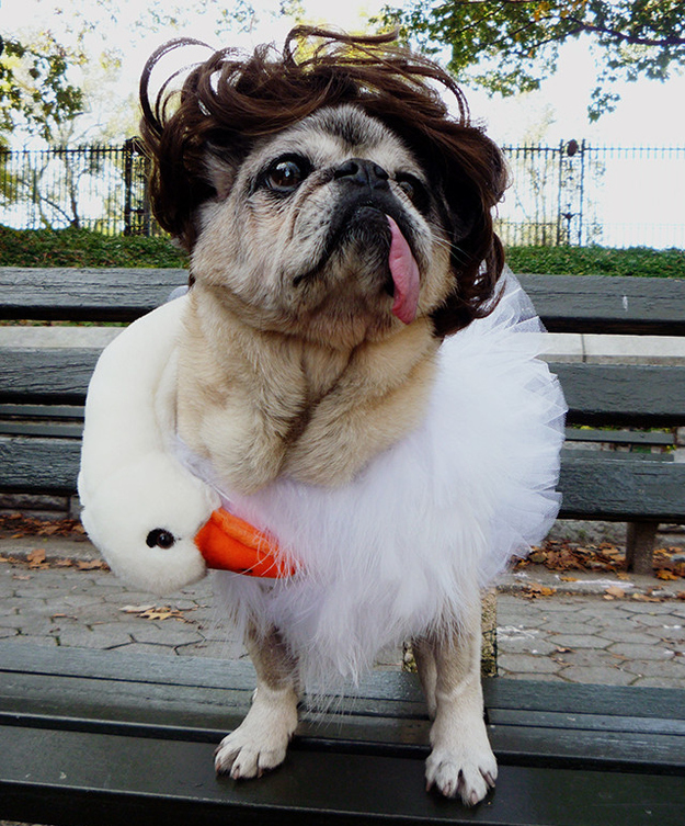 20 pugs que estão preparadíssimos para o Halloween | CLAUDIA