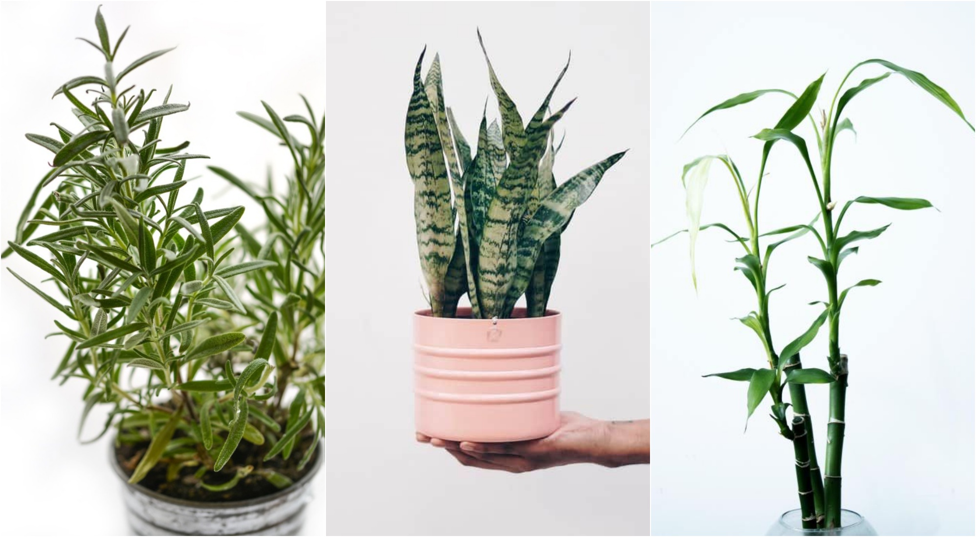 Plantas da sorte: 7 espécies para trazer dinheiro e prosperidade | CLAUDIA